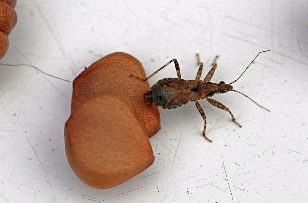 Eine kleine Wanze (Doku) ... Foto & Bild | natur, insekten, tiere ...