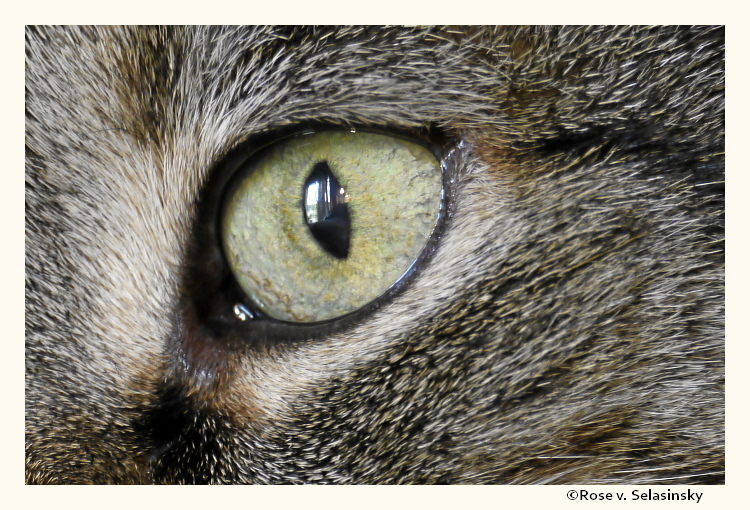 Eine kleine Welt im Katzenauge Foto & Bild | tiere, haustiere, katzen Bilder auf fotocommunity