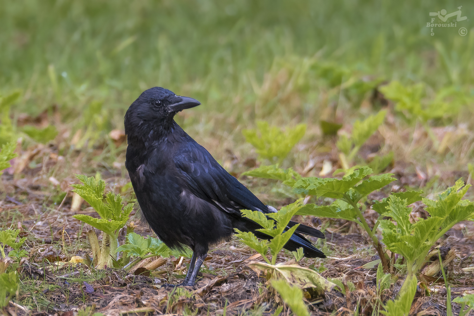Eine kleinere Gruppe Rabenkrähen fiel ... Foto & Bild | tiere, wildlife ...