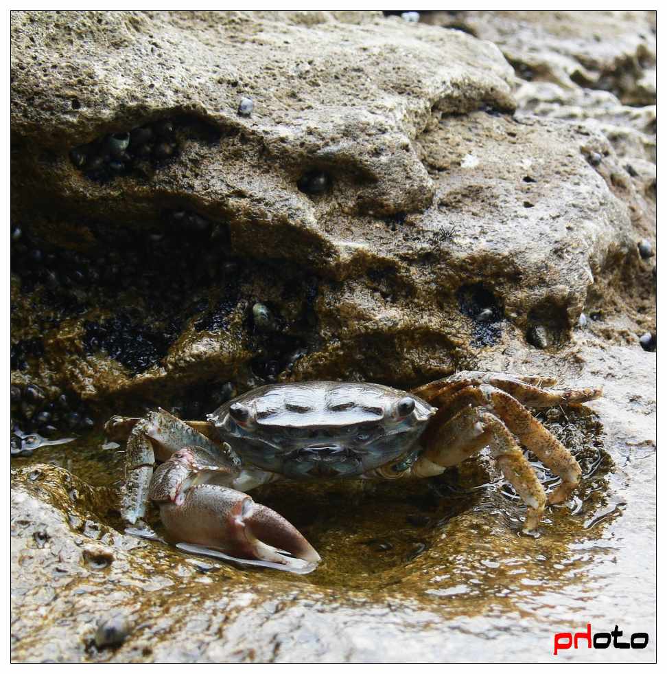 eine krabbe Foto & Bild | tiere, wildlife, krebse Bilder auf fotocommunity