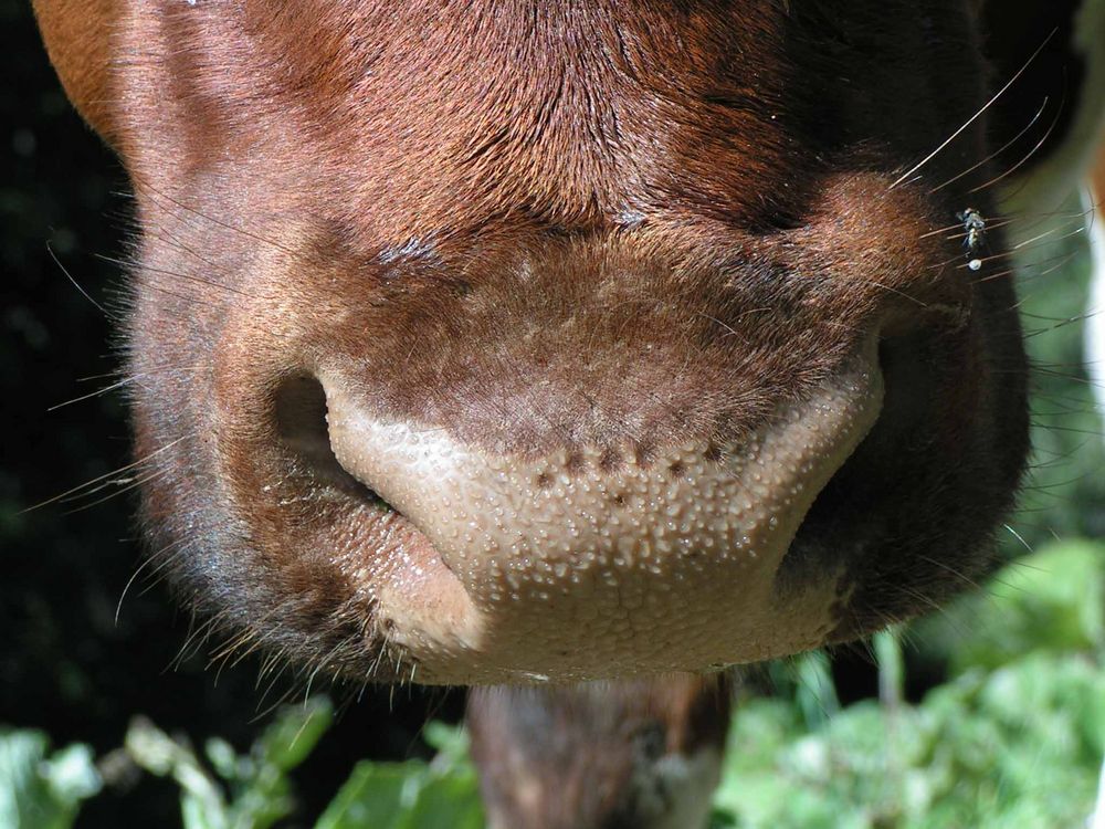 Eine Kuh mach muhh viele Kühe machen mühe! Foto & Bild | tiere, natur ...