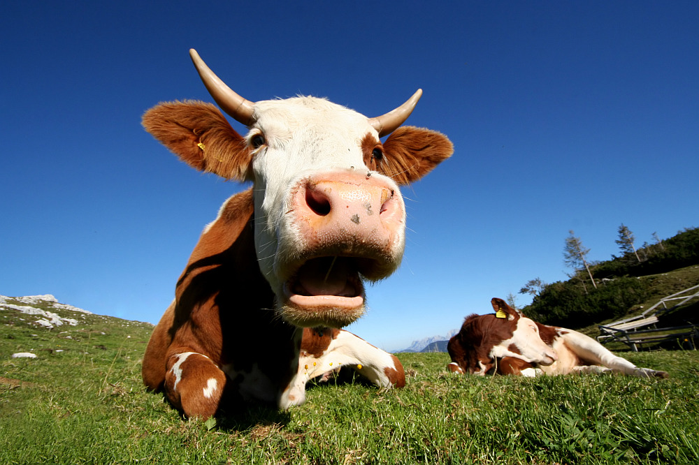 Eine Kuh macht Muh! Foto & Bild | tiere, haustiere, nutztiere Bilder ...