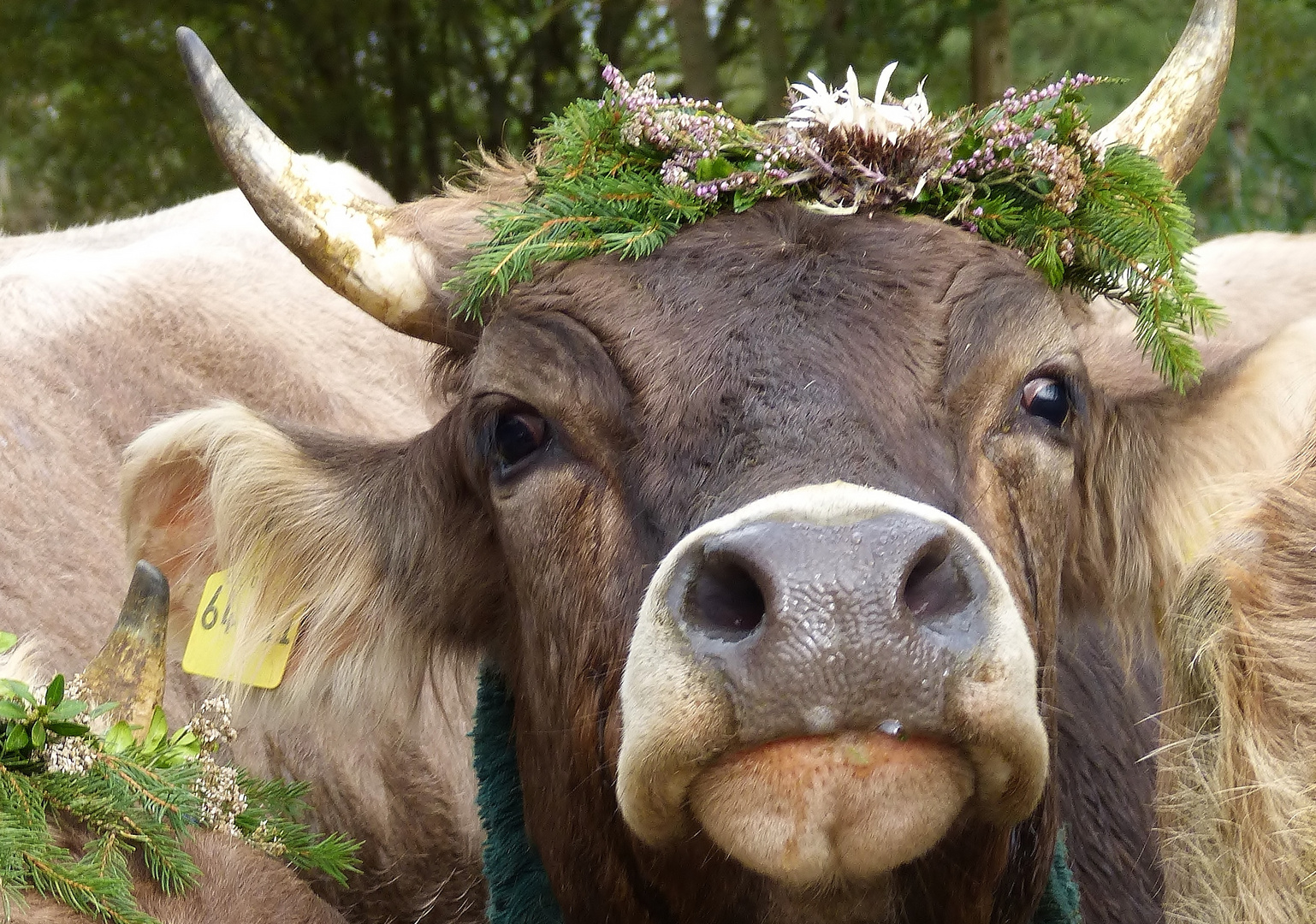 ...eine Kuh macht muh... Foto & Bild | deutschland, europe, bayern ...