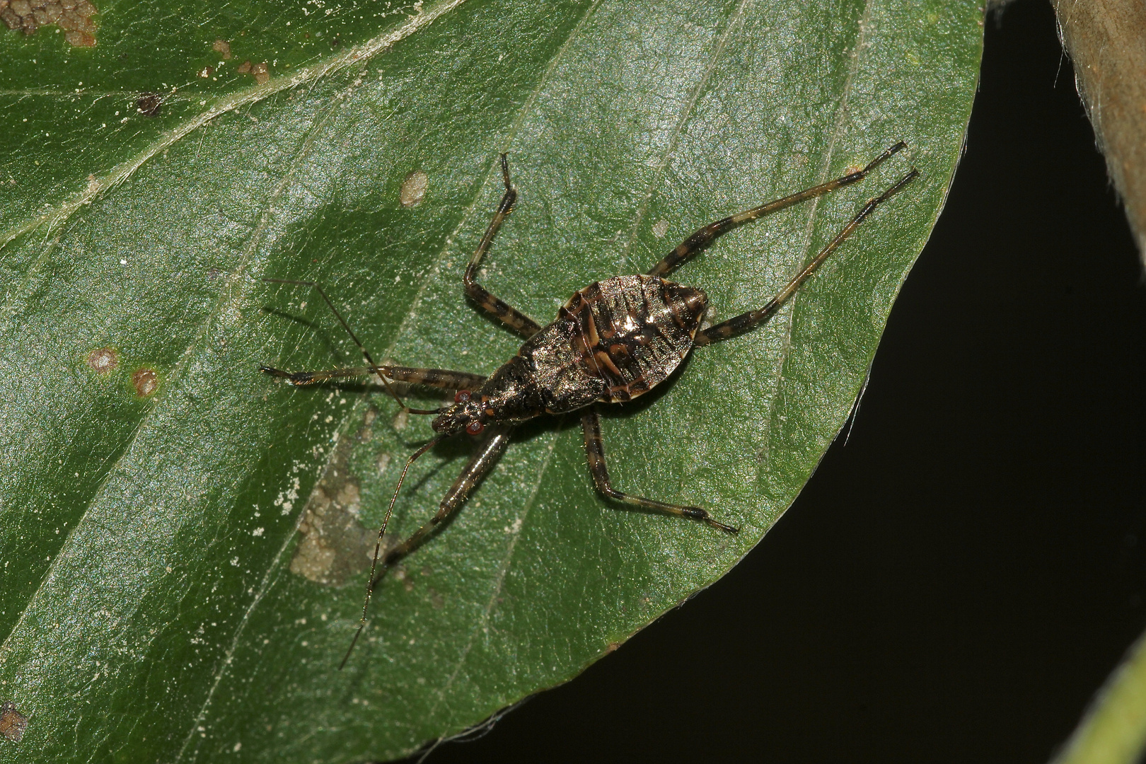 Eine Larve der Wanze HIMACERUS APTERUS, ... Foto & Bild | natur, bayern ...