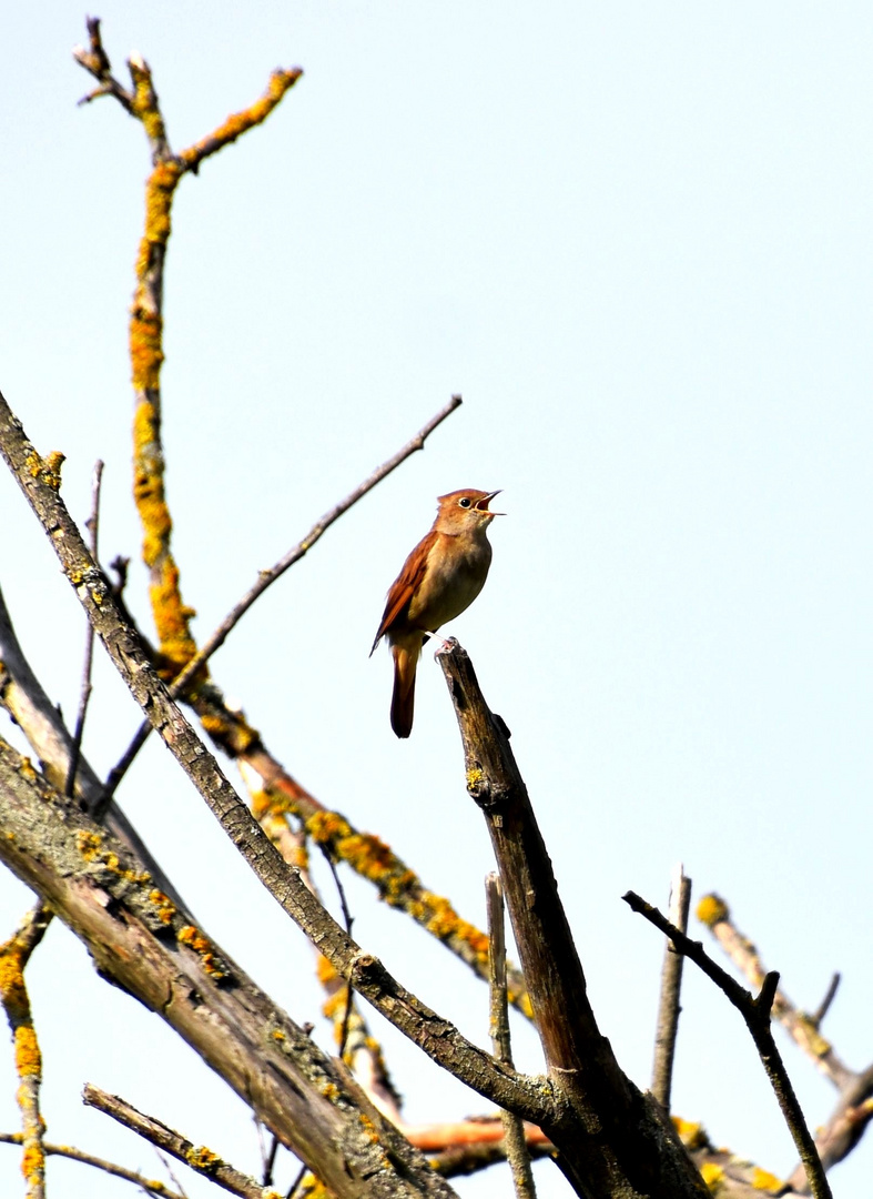 Eine Lerche? Foto & Bild | tiere, wildlife, wild lebende vögel Bilder ...