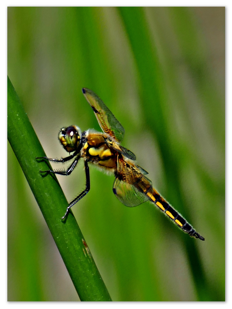 Eine Libell hier mal in Farbe Foto & Bild | tiere, wildlife, libellen ...