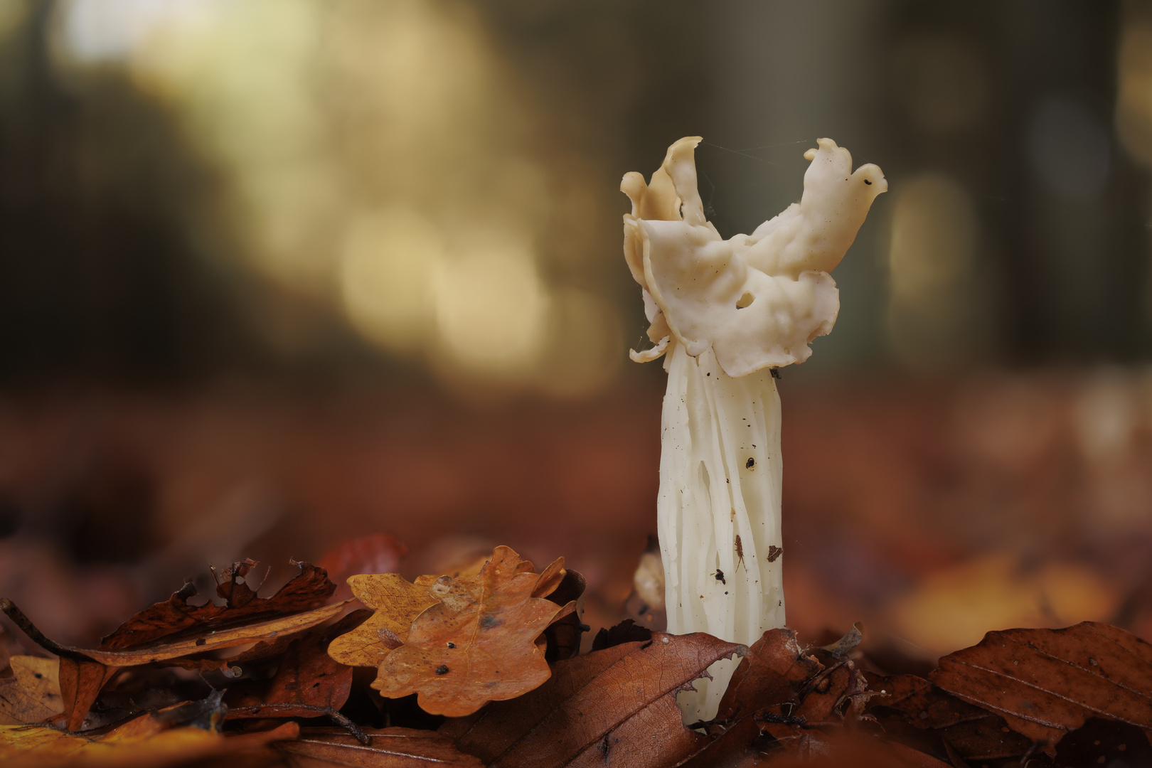 eine Lorchel Foto & Bild | pflanzen, pilze & flechten, landschaft ...