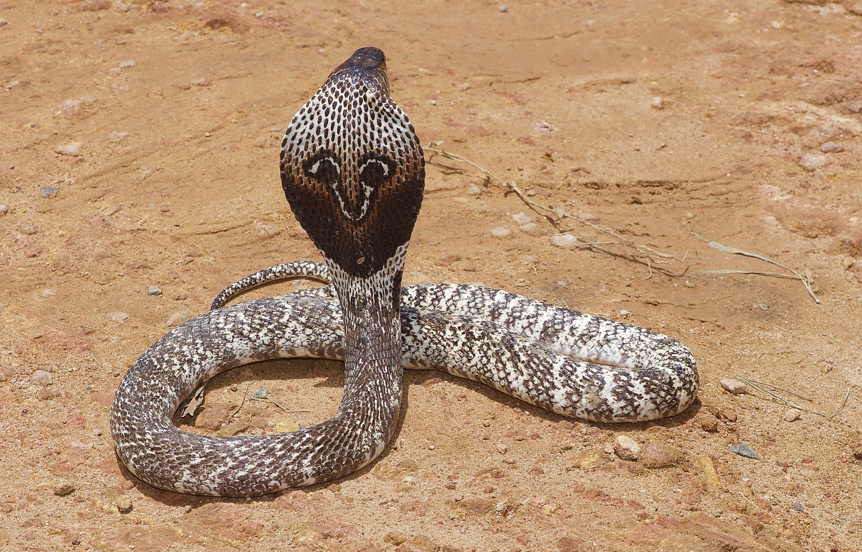 Eine majestätische Schlange Foto & Bild | tiere, wildlife, amphibien ...
