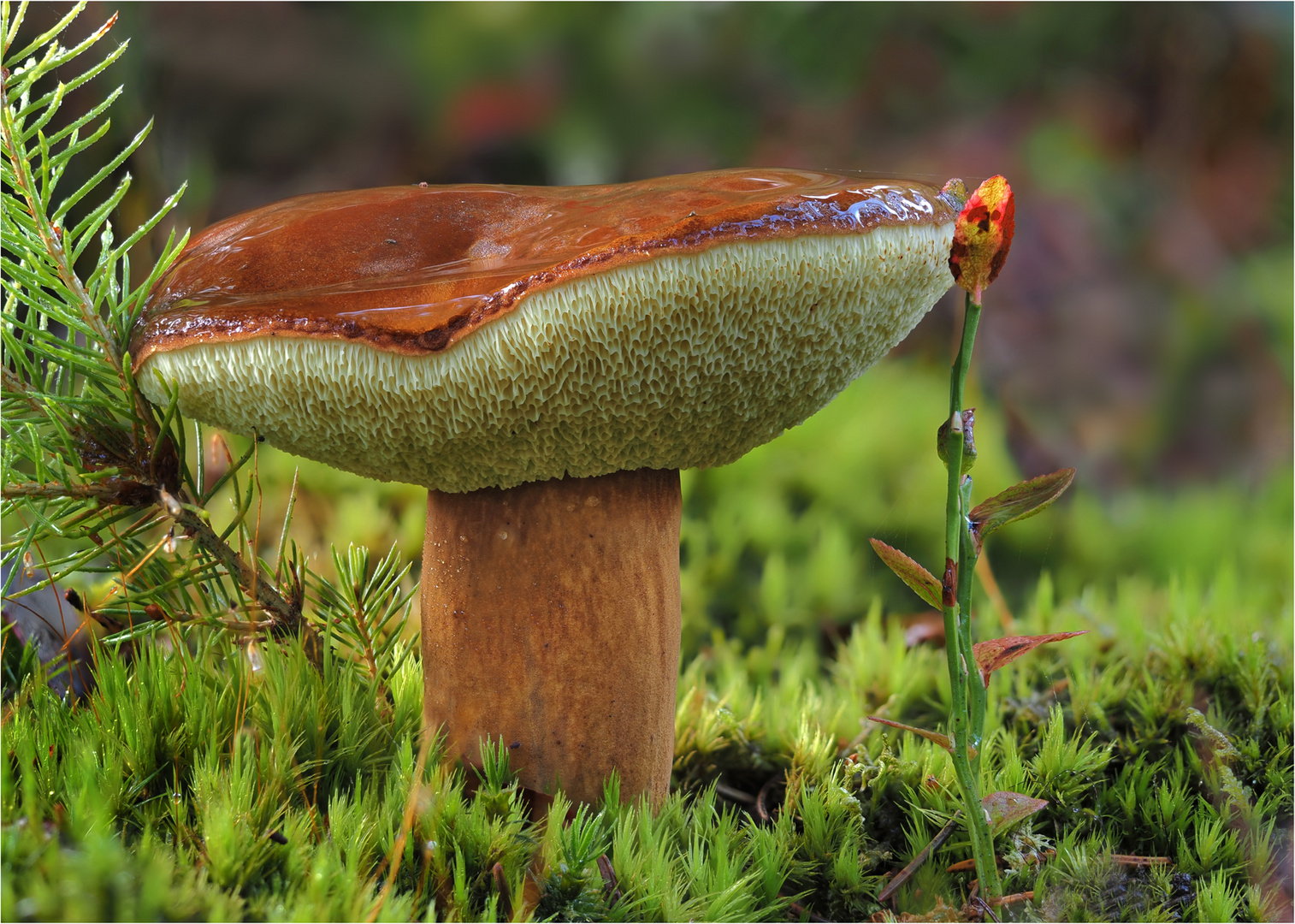 Eine Marone nach dem Regenschauer.... Foto & Bild | wald, natur, herbst ...