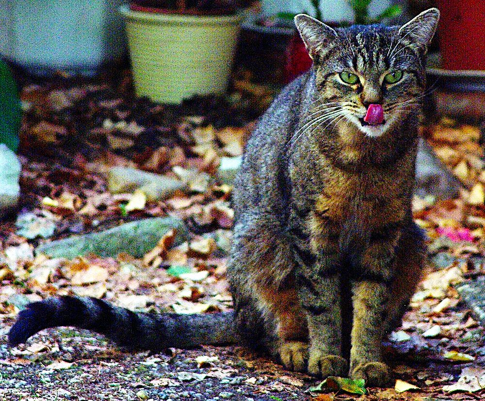 Eine Maus.........! Foto & Bild | tiere, haustiere, katzen Bilder auf ...