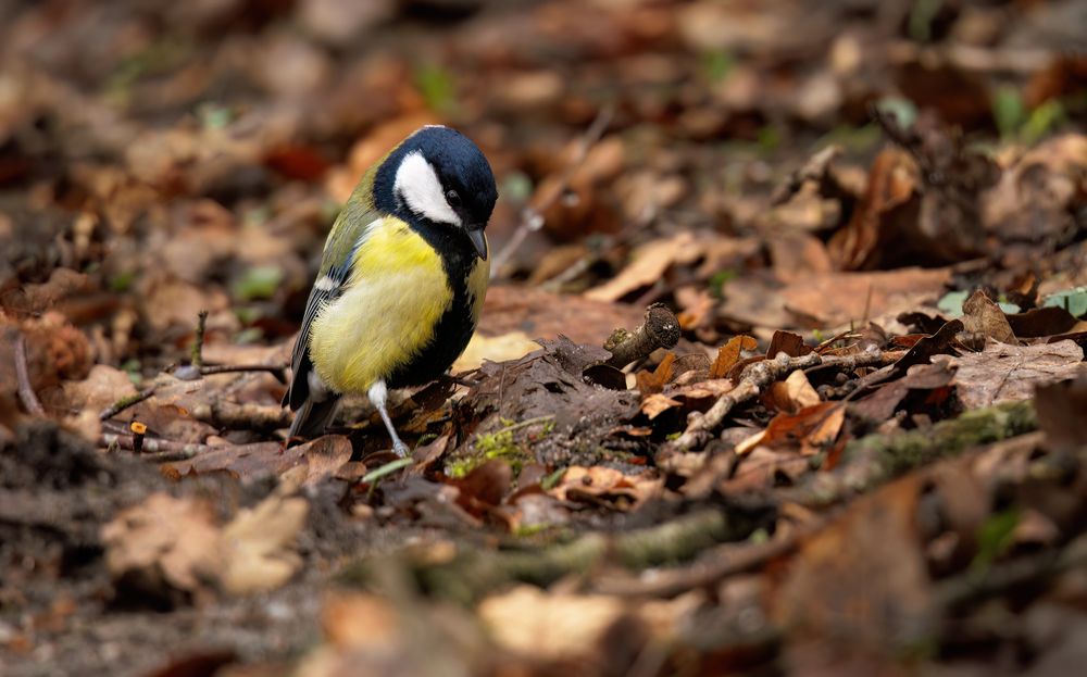 Eine Meise am Boden auf Futtersuche Foto & Bild | tiere, wildlife, wild ...
