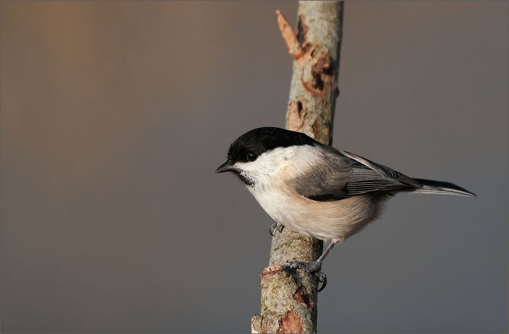 Eine Meise... Foto & Bild | tiere, wildlife, wild lebende vögel Bilder ...