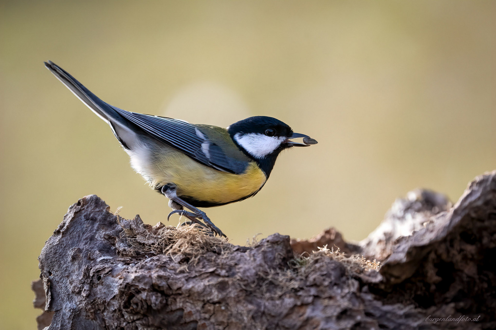 eine Meise Foto & Bild | tiere, wildlife, wild lebende vögel Bilder auf ...