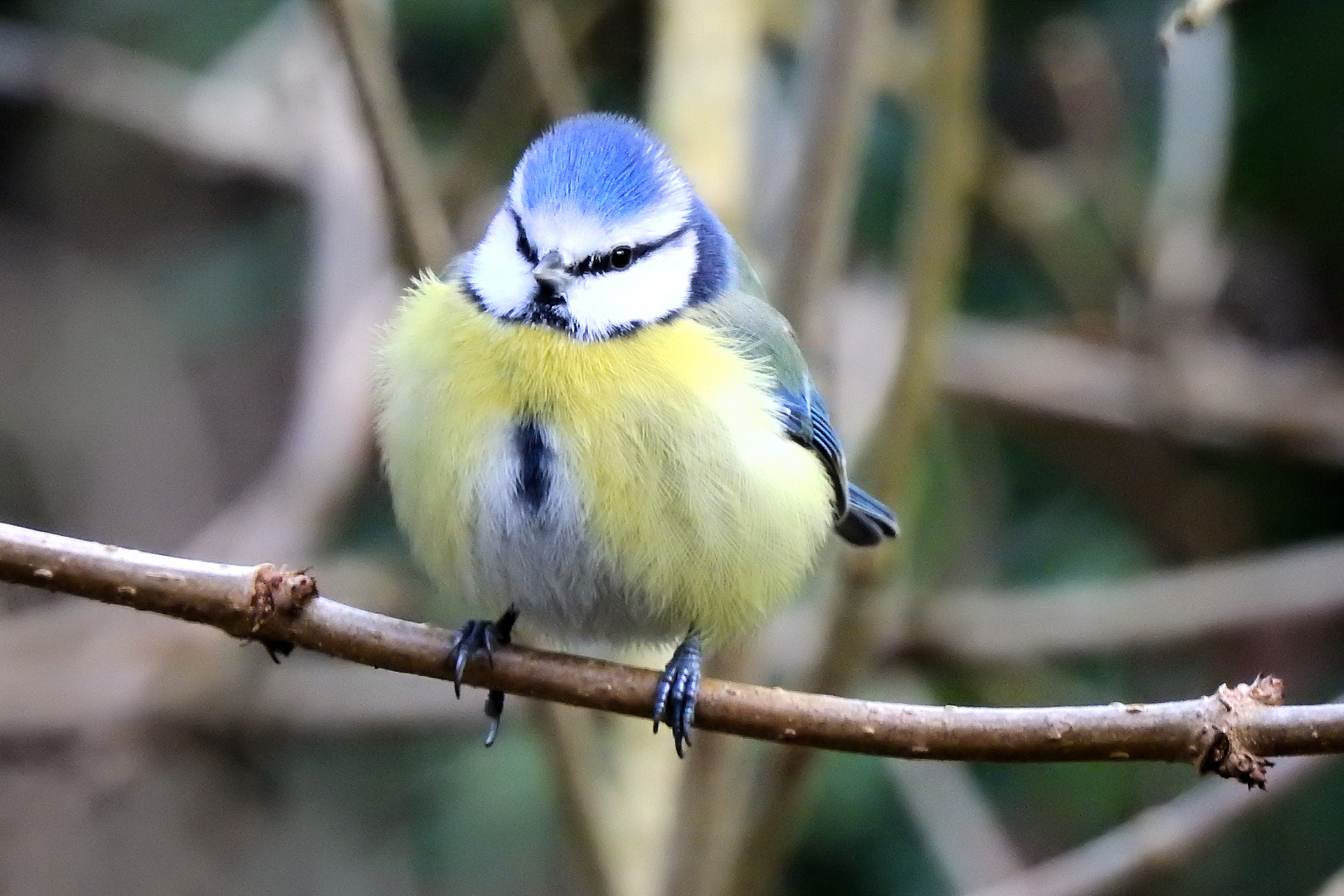 Eine Meise im Winter Foto & Bild | fotos, natur, landschaft Bilder auf ...