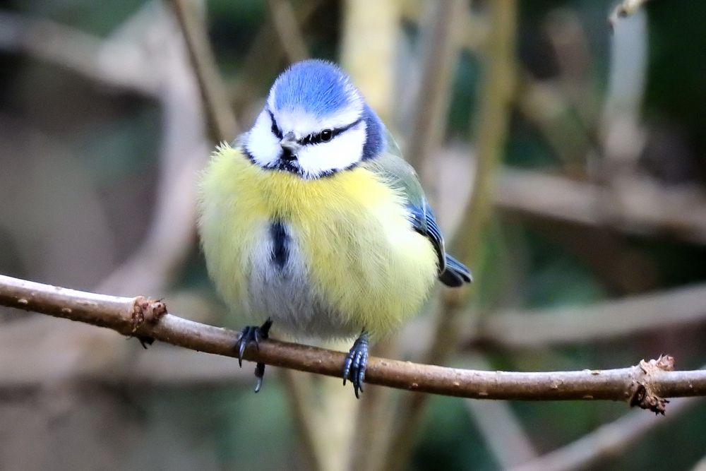 Eine Meise im Winter Foto & Bild | fotos, natur, landschaft Bilder auf ...