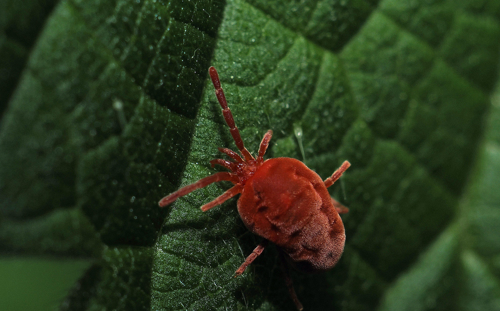 Eine Milbe sieht rot … Foto & Bild | makro, tiere, spinne Bilder auf ...