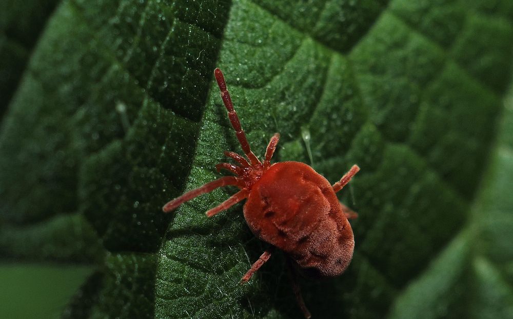 Eine Milbe sieht rot … Foto & Bild | makro, tiere, spinne Bilder auf ...