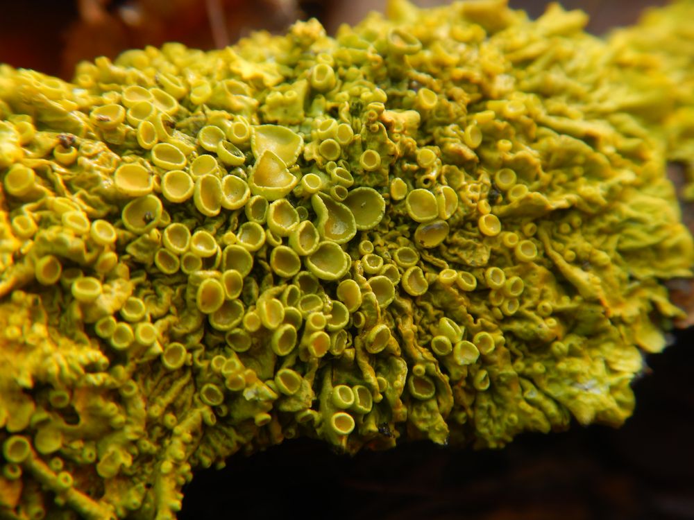 Eine Mischung aus Algen und Pilzen, das sind Flechten. Faszinierend. Foto & Bild | pflanzen ...
