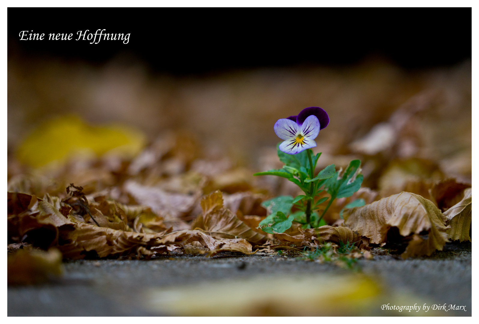 Eine neue Hoffnung Foto & Bild | pflanzen, pilze & flechten, natur, landschaft Bilder auf ...