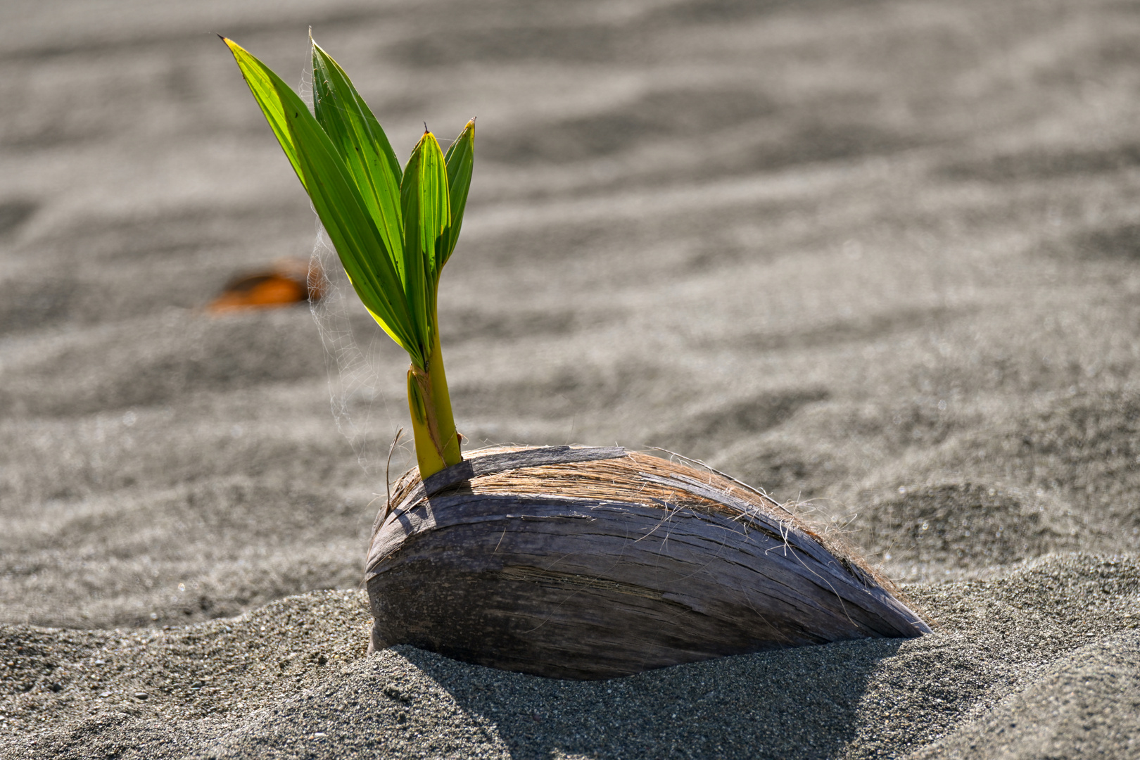 Eine neue Kokospalme entsteht..... Foto & Bild | pflanzen, pilze & flechten, bäume, einzelbäume ...