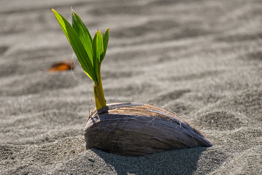 Eine neue Kokospalme entsteht..... Foto & Bild | pflanzen, pilze & flechten, bäume, einzelbäume ...