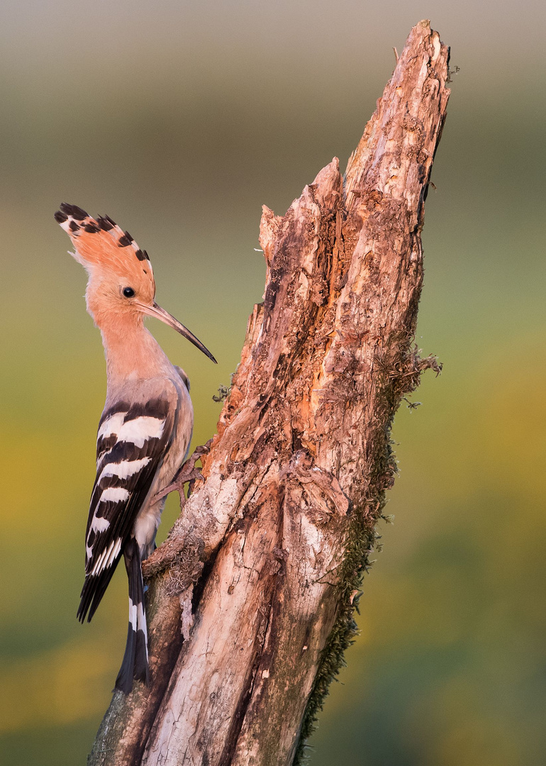 Eine neue Spechtart Foto & Bild | sonnenaufgang, natur, tiere Bilder ...