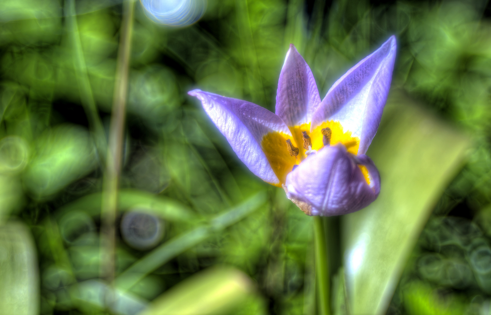 Eine nie gepflanzte Tulpe Foto & Bild | pflanzen, pilze & flechten, blüten- & kleinpflanzen ...