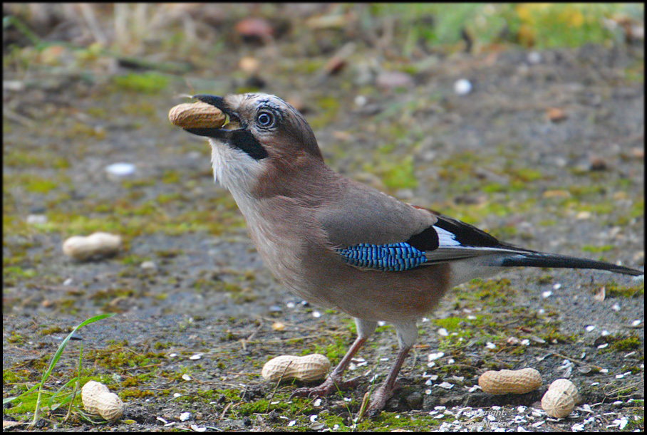 Eine Nuss geht noch !!! Foto & Bild | natur, erdnüsse, bunt Bilder auf ...