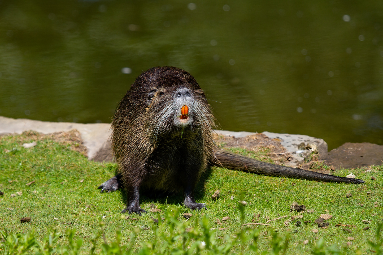 Eine Nutria in der Rheinaue Foto & Bild | tiere, wildlife, wildlife ...