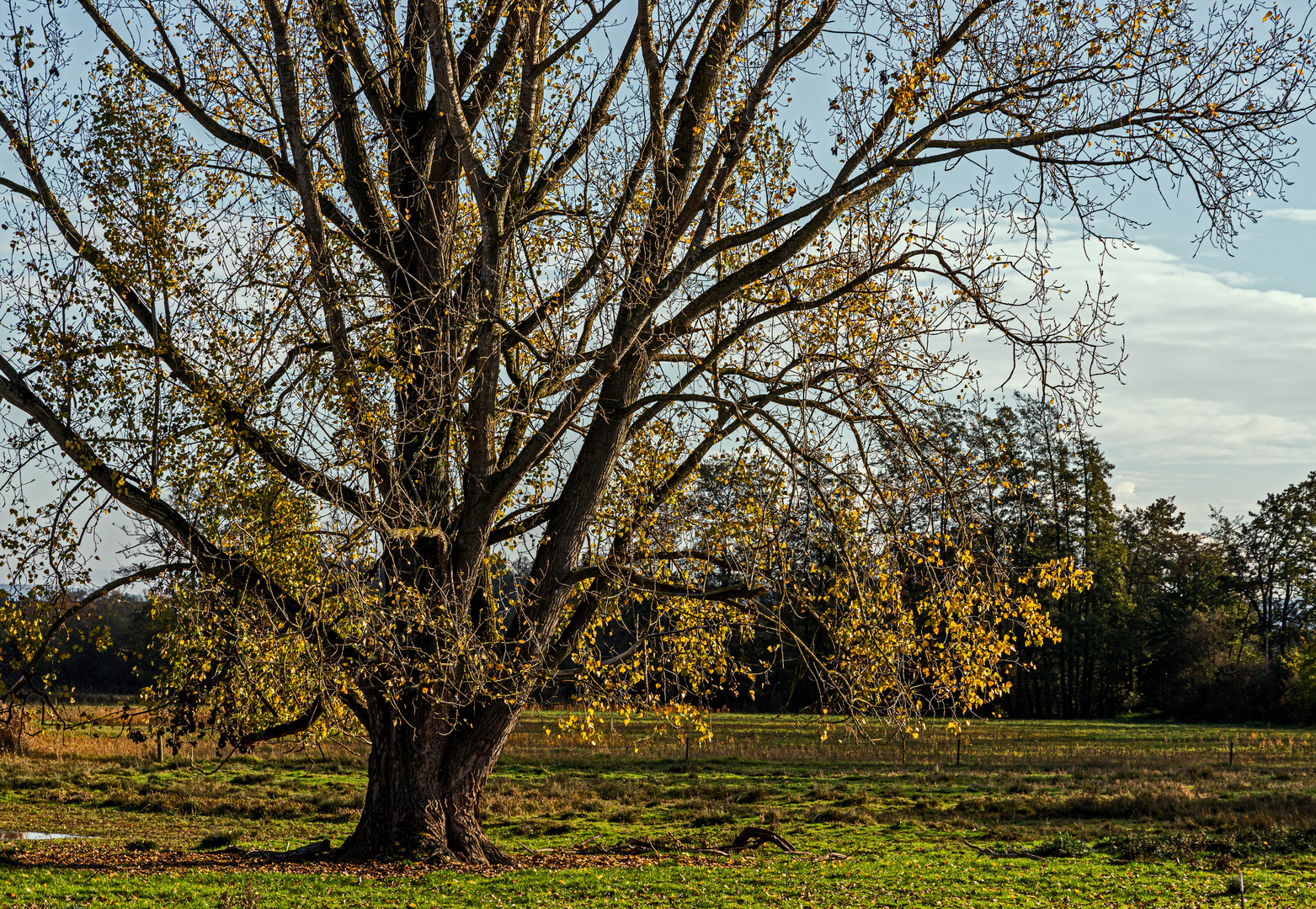 Eine Pappelbaum Foto & Bild | pflanzen, pilze & flechten, landschaft ...
