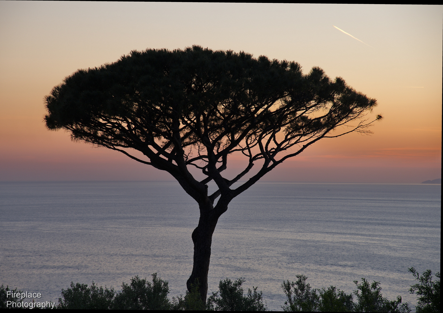 Eine pinienbaum in Italien Foto & Bild | landschaft, garten ...