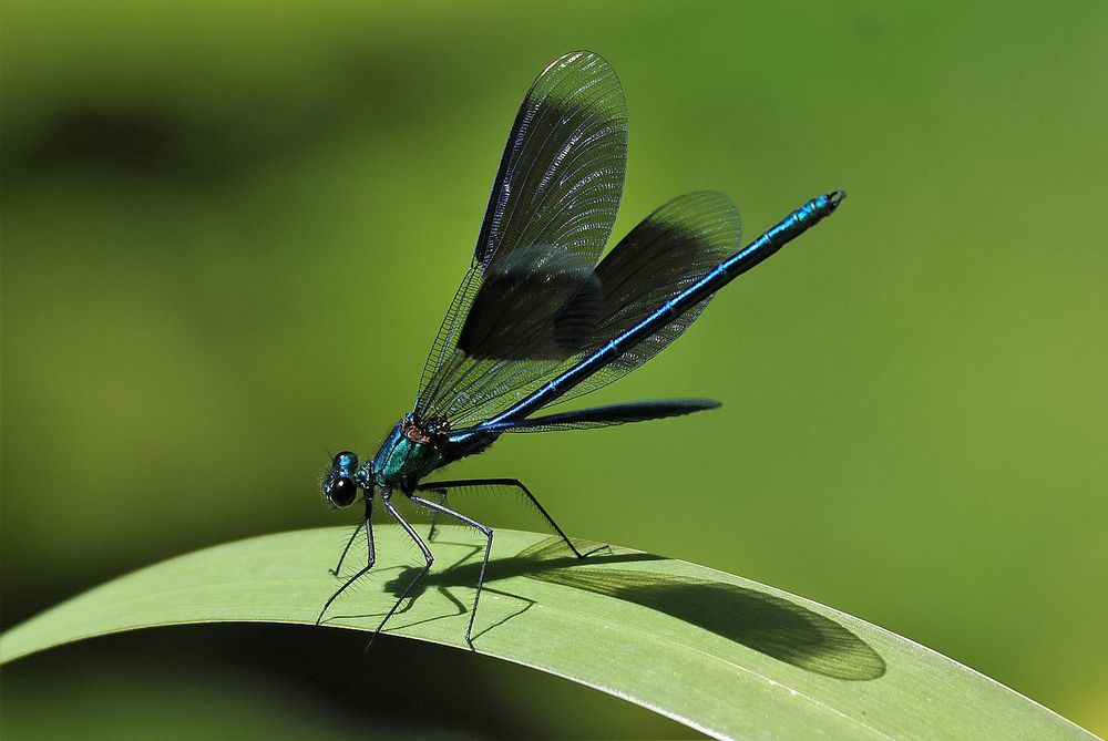 Eine Prachtlibelle zum Blue Monday Foto & Bild | spezial, makro, natur ...