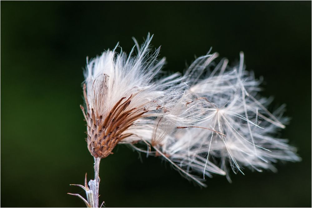 Eine Pusteblume im Wind Foto & Bild | pflanzen, pilze & flechten ...