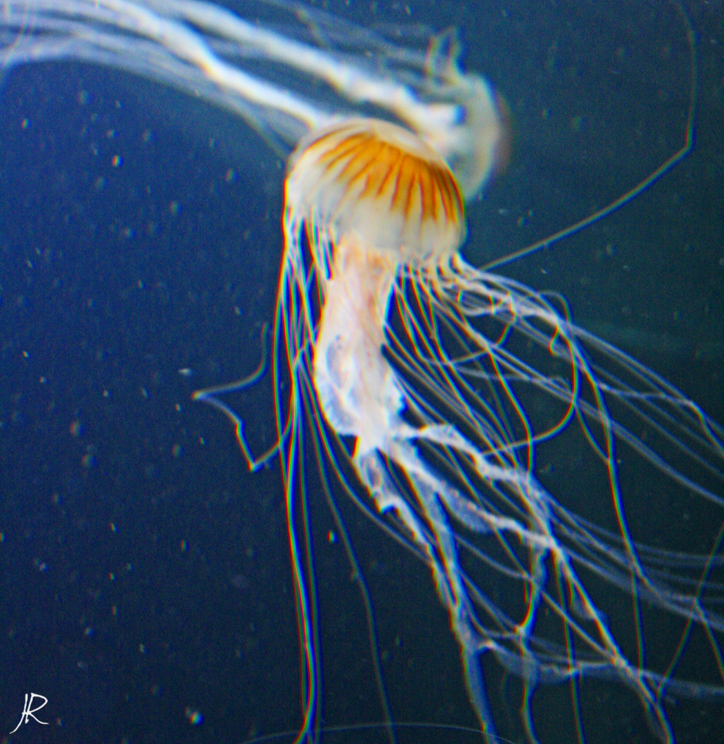 Eine Qualle Foto & Bild | tiere, zoo, wildpark & falknerei, zoo:quallen ...