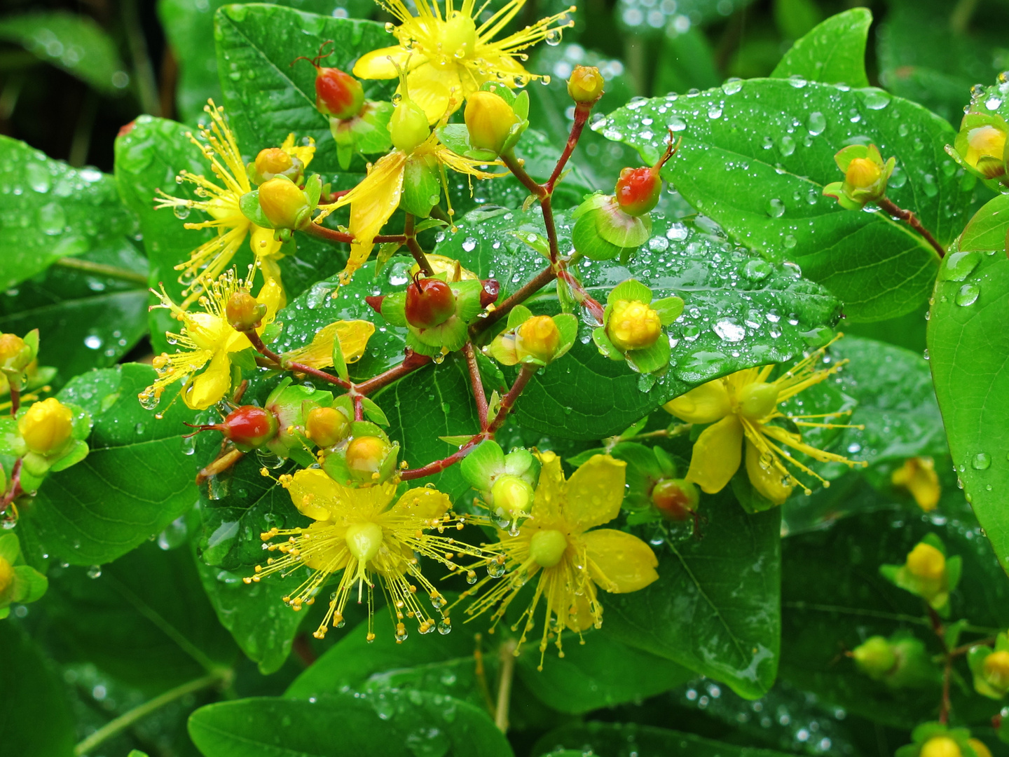 Eine rätselhafte Staude in unserem Garten Foto & Bild | pflanzen, pilze ...