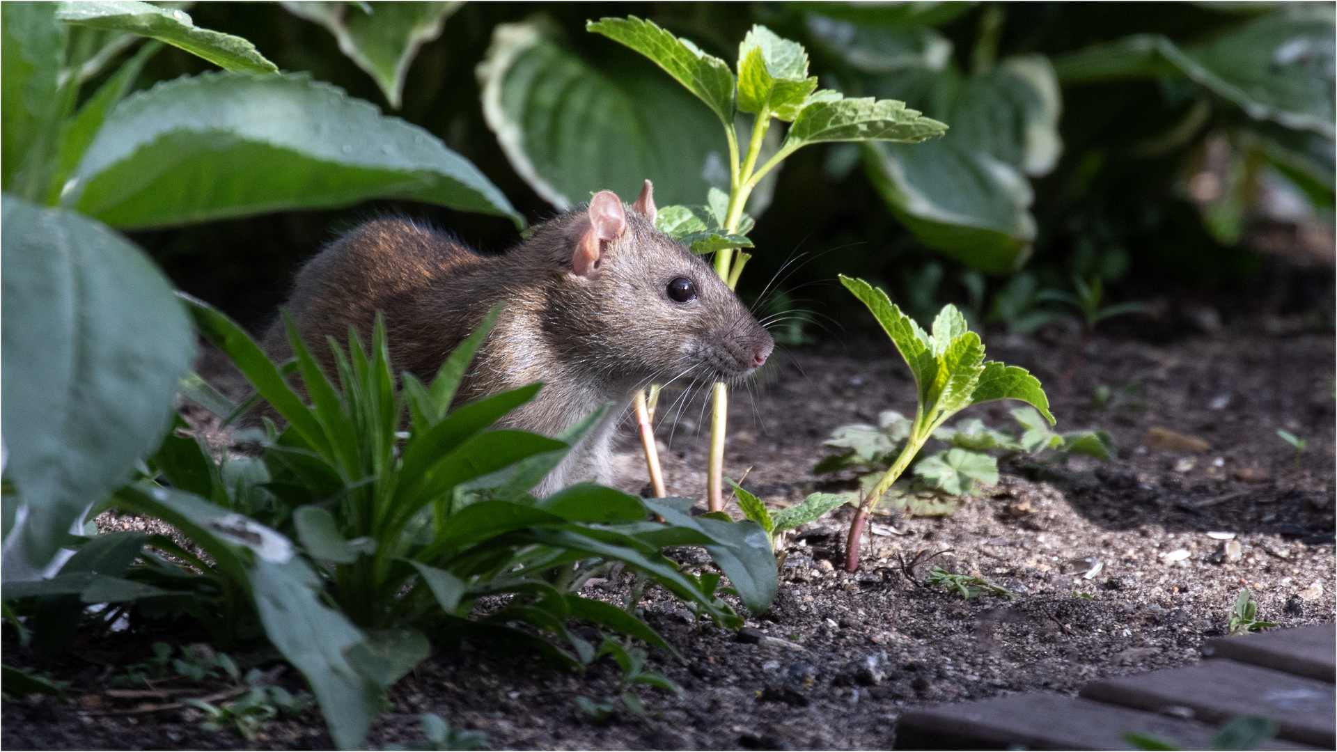 , eine Ratte auf unserem Acker ..... Foto & Bild | natur, tiere ...