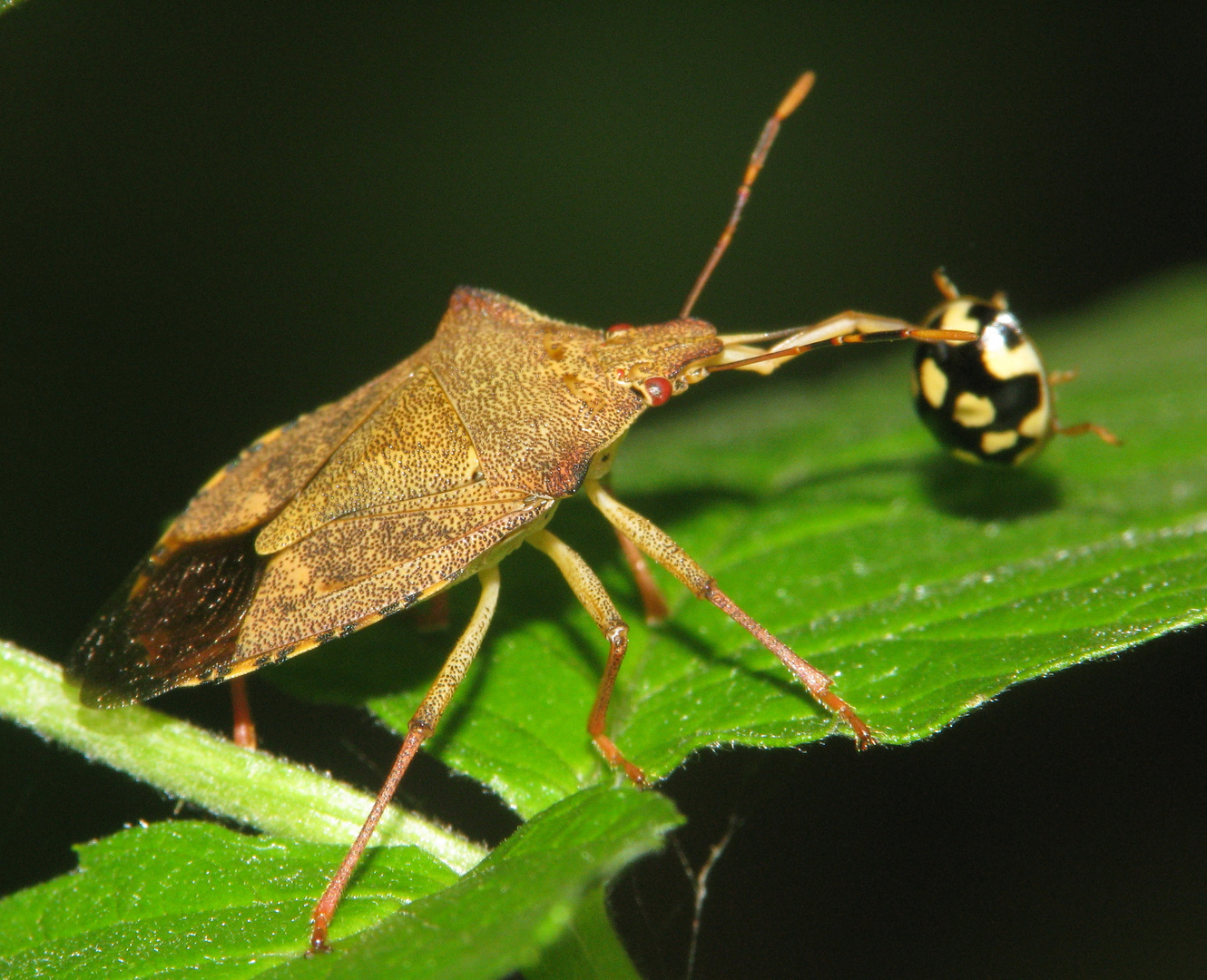 eine Raubwanze Foto & Bild | tiere, wildlife, insekten Bilder auf ...