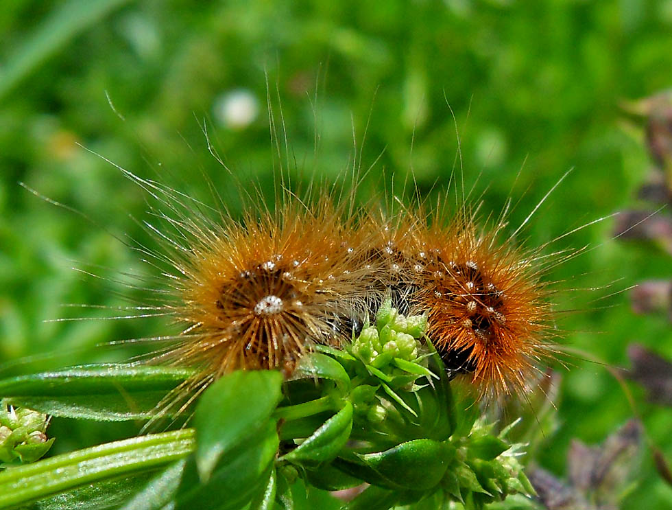 Eine Raupe... Foto & Bild | tiere, wildlife, insekten Bilder auf ...