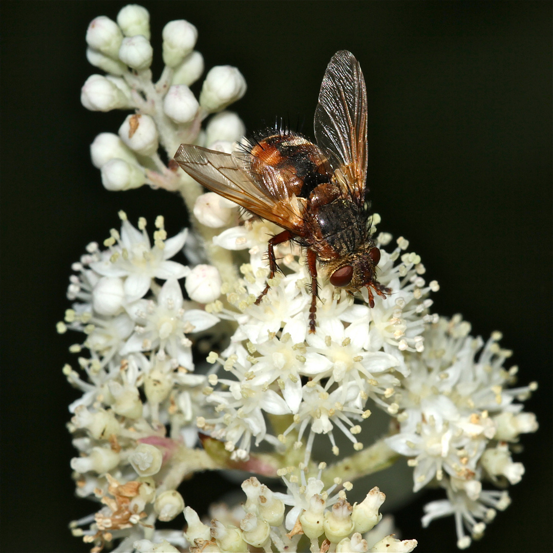 Eine Raupenfliege (Fam. Tachinidae): Tachina sp.? Foto & Bild | tiere ...