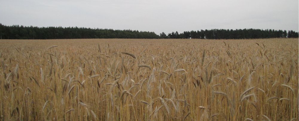 Eine reiche Ernte steht vor der Tür Foto & Bild | natur, kornfeld, pflanzen Bilder auf fotocommunity