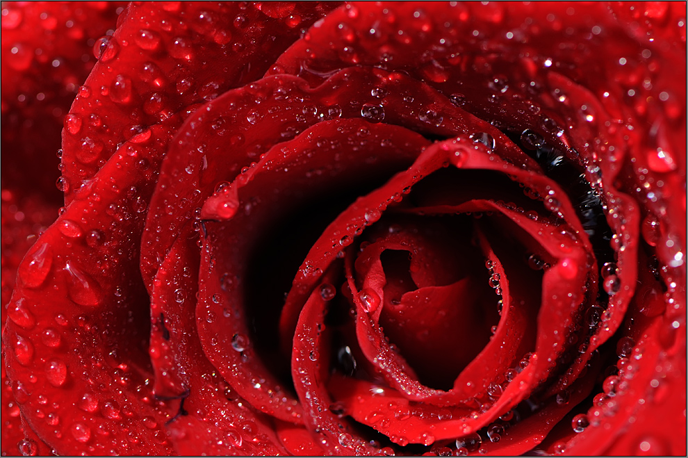 Eine Rose Foto & Bild | rot, natur, pflanzen Bilder auf fotocommunity
