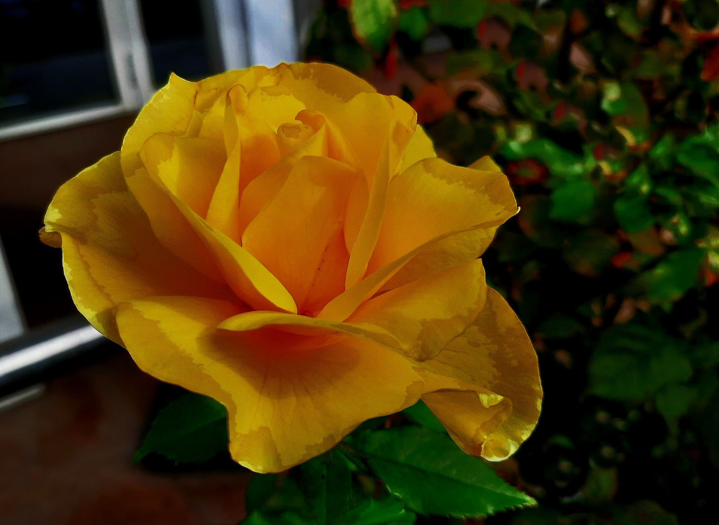 eine Rose Foto & Bild | pflanzen, pilze & flechten, blüten ...