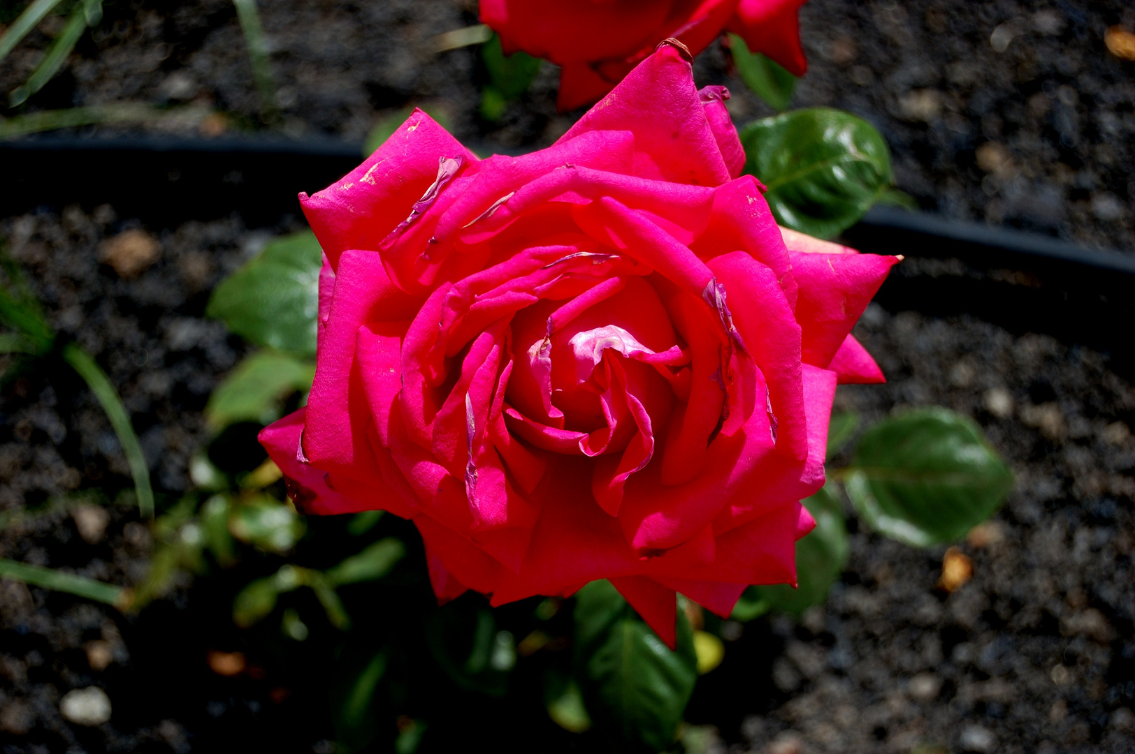 eine Rose Foto & Bild | archiv, flower power , archiv 2011 - 2012 ...