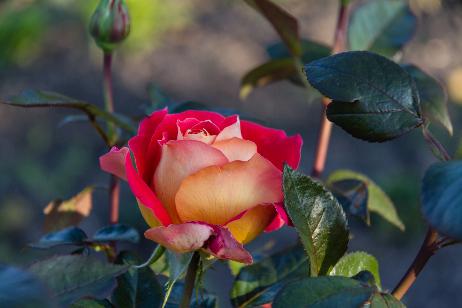 Eine Rose Foto & Bild | pflanzen, pilze & flechten, blüten ...