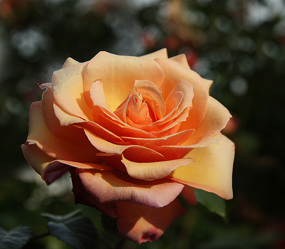 Eine Rose Foto & Bild | natur, wien, blüte Bilder auf fotocommunity