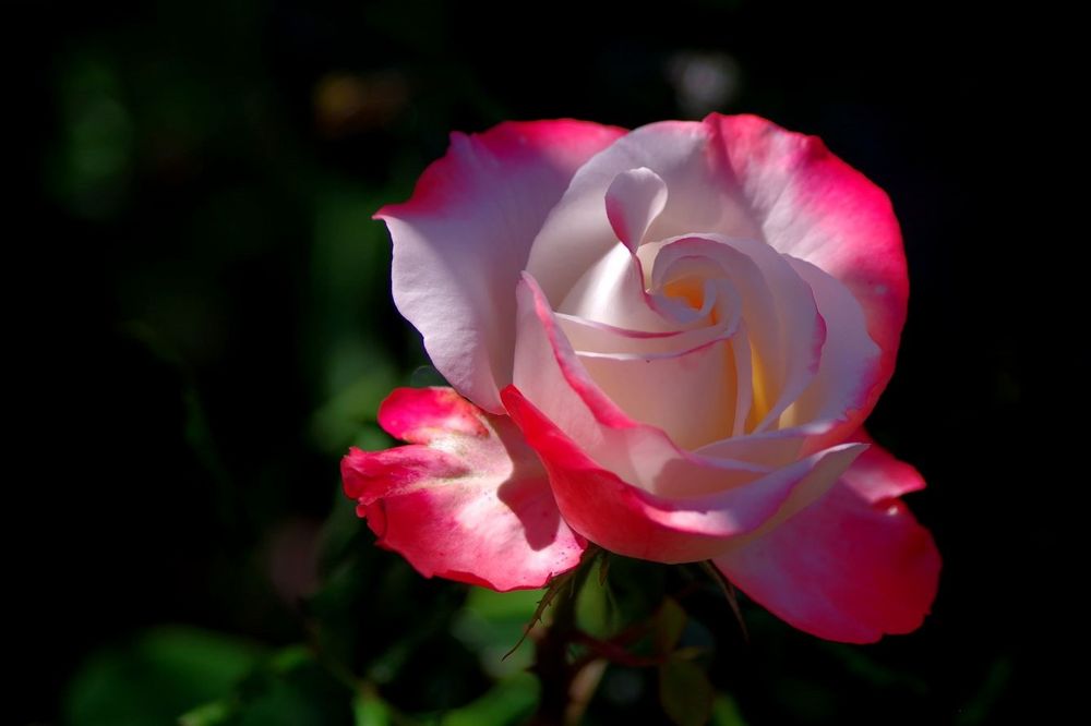 eine Rose Foto & Bild | pflanzen, pilze & flechten, blüten ...