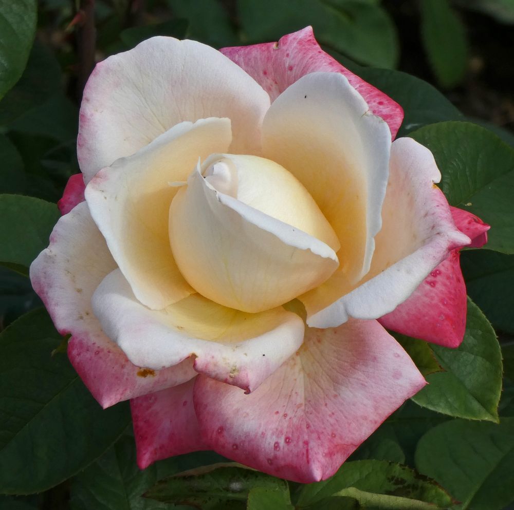 Eine Rose... Foto & Bild | rose, rosarium sangerhausen Bilder auf ...