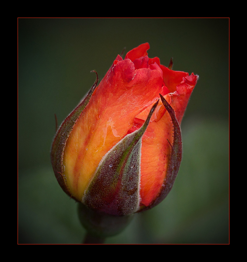 Eine Rose ..... Foto & Bild | pflanzen, pilze & flechten, blüten ...