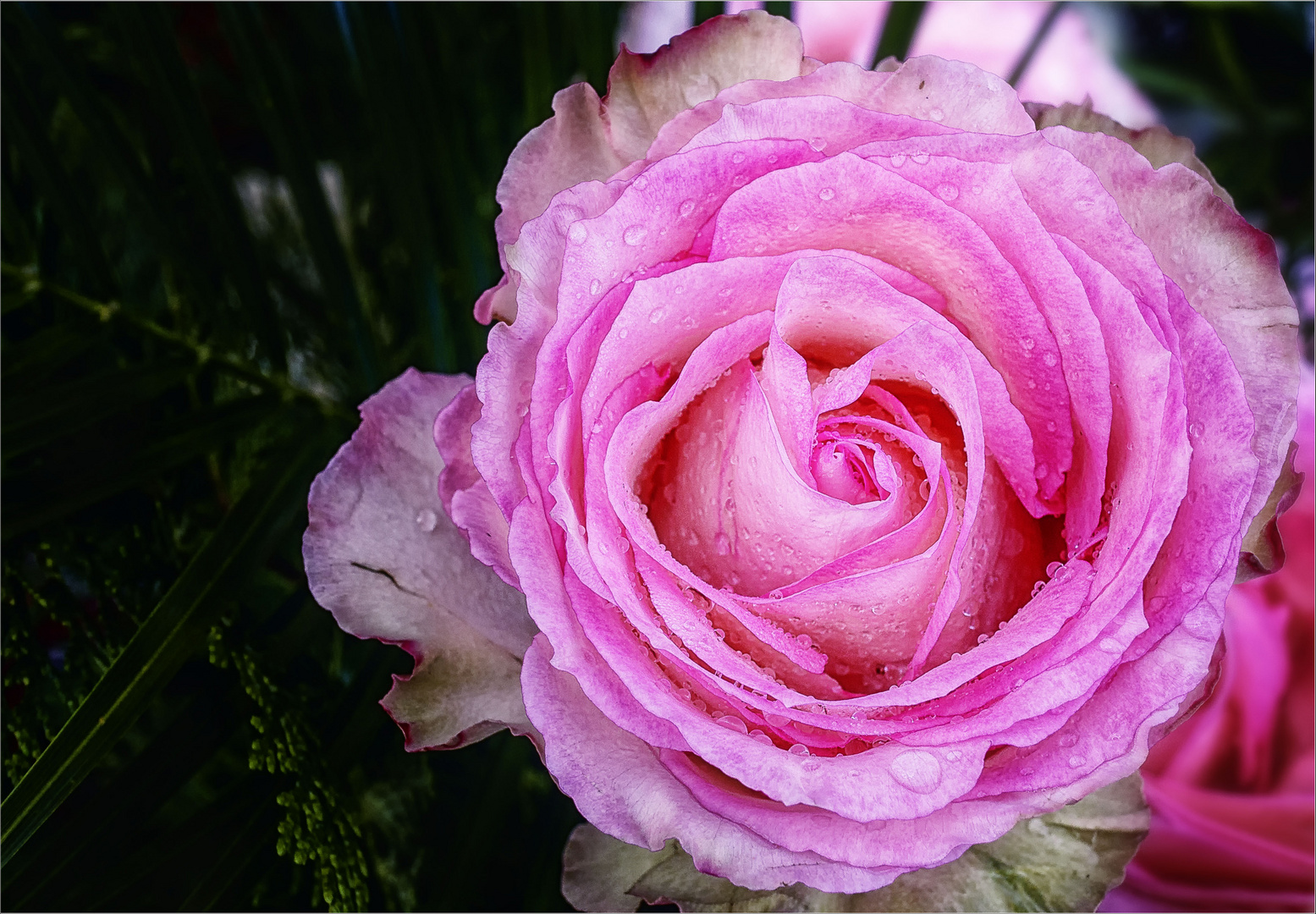 eine Rose ... Foto & Bild | spezial, von oben, makro Bilder auf ...