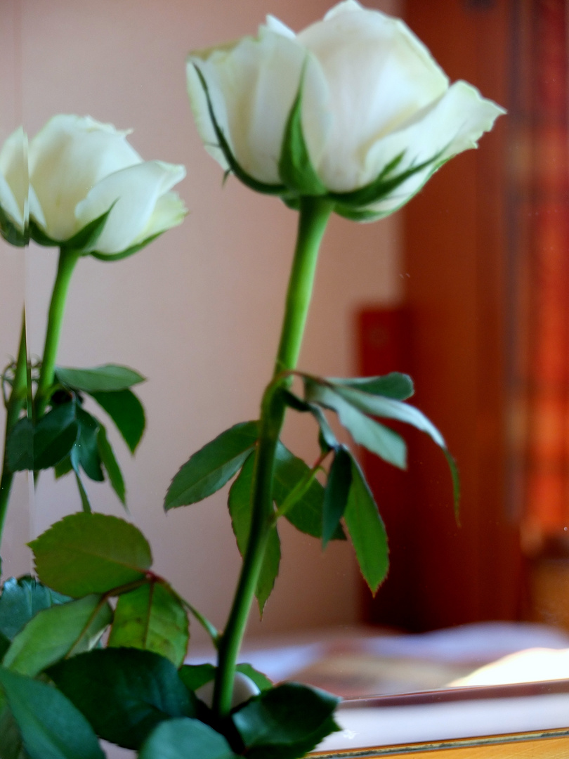 eine Rose Foto & Bild | pflanzen, pilze & flechten, blüten ...